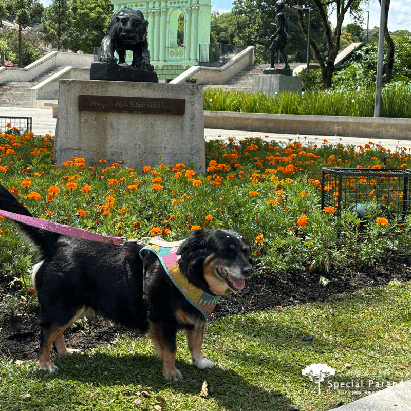 20 Dicas para Viajar Tranquilo com Seu Pet - curitiba-travel.com.br